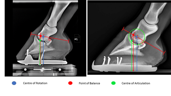 The Truth on Dorso-Palmer/Plantar Balance | T.E.D