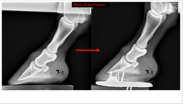 Laminitis Debate: Literature Review | The Equine Documentalist