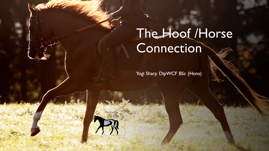 The Hoof-Horse Connection | T.E.D