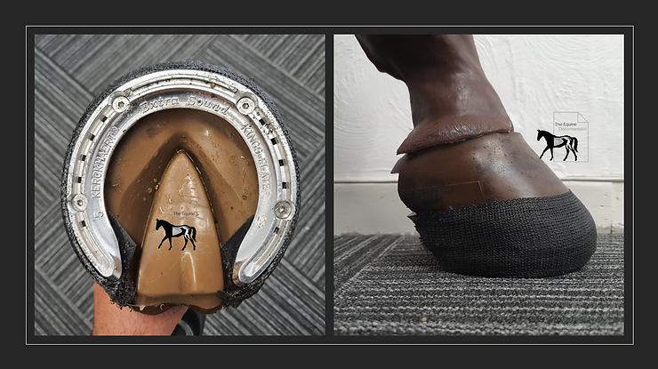 Barefoot vs Shod | The Equine Documentalist