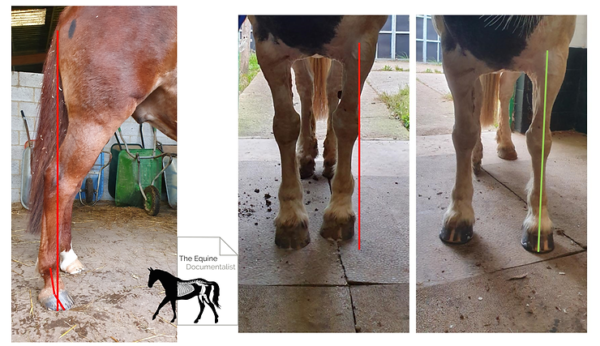 Barefoot vs Shod | The Equine Documentalist