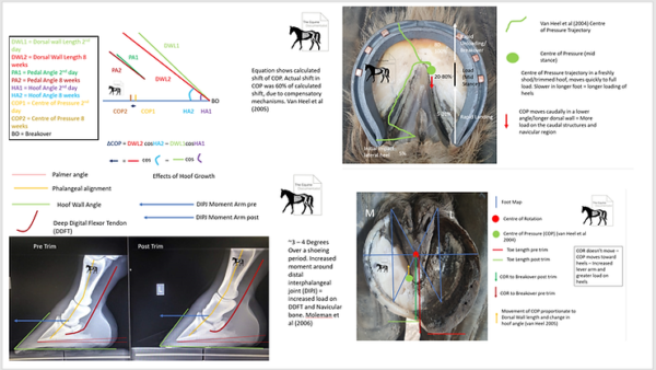 Barefoot vs Shod | The Equine Documentalist
