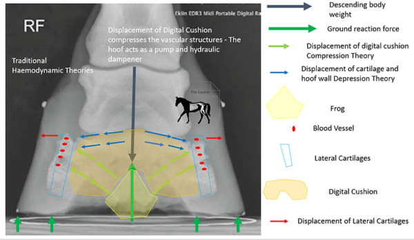 Barefoot vs Shod | The Equine Documentalist