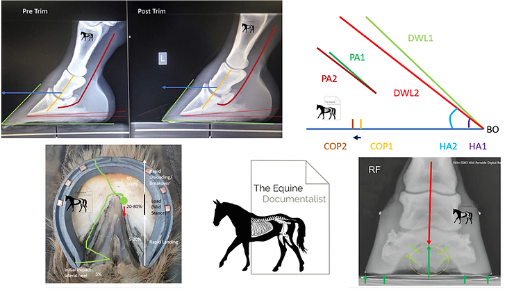 The Influences on Shoeing Cycle | The Equine Documentalist