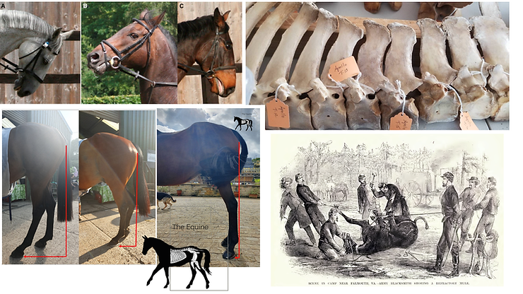 Recognising pain in the horse | The Equine Documentalist