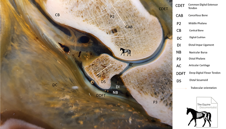 Navicular-A Retrospective Study | The Equine Documentalist
