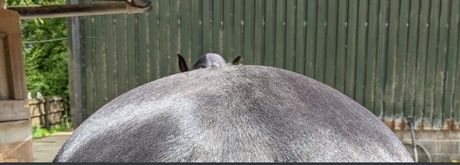 Static Assessment - Splint bones, hocks, tail, pelvis, back and tack ...