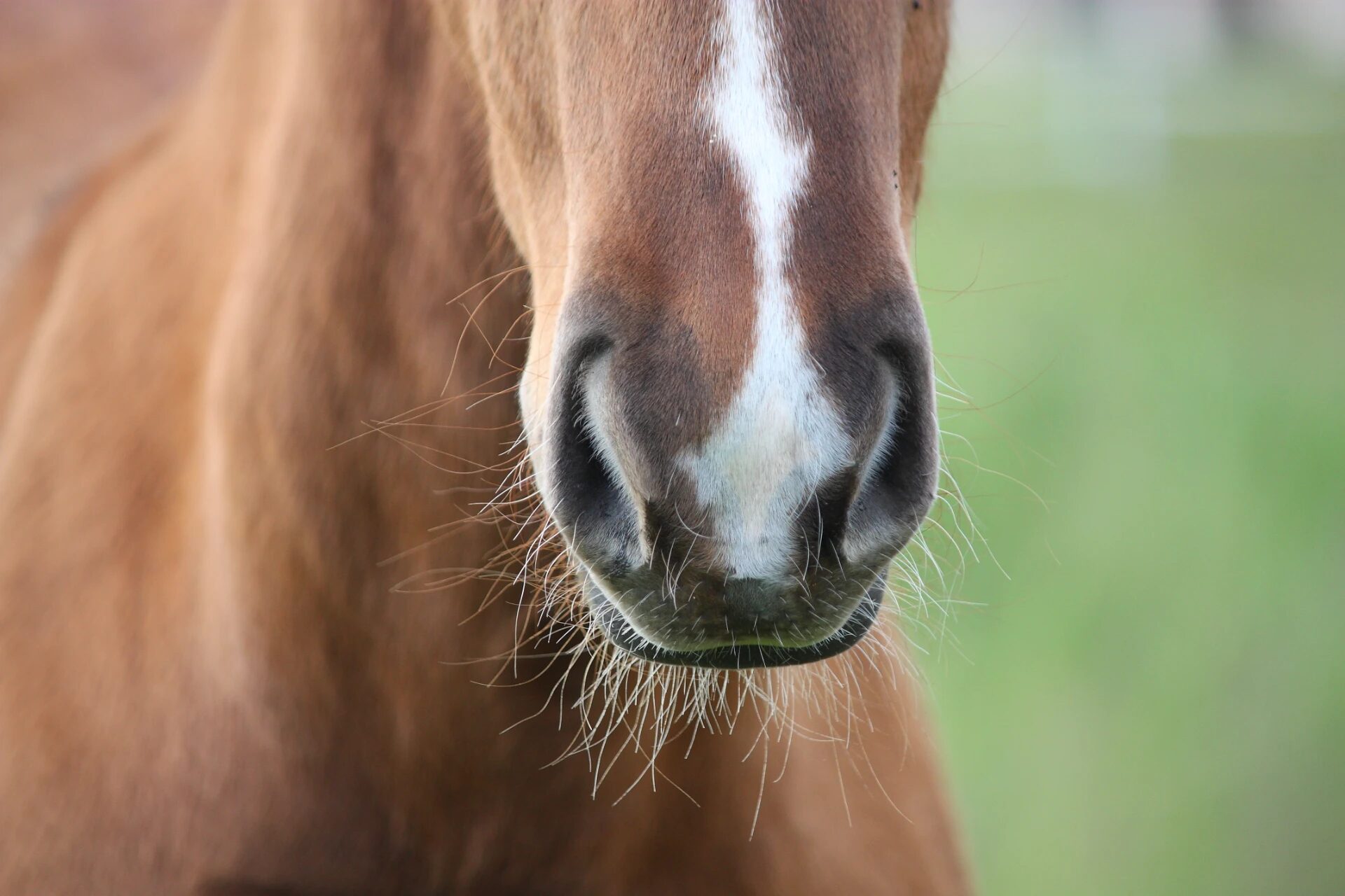 The Horse–Rider Dyad as a Coupled Biotensegrity System | The Equine ...
